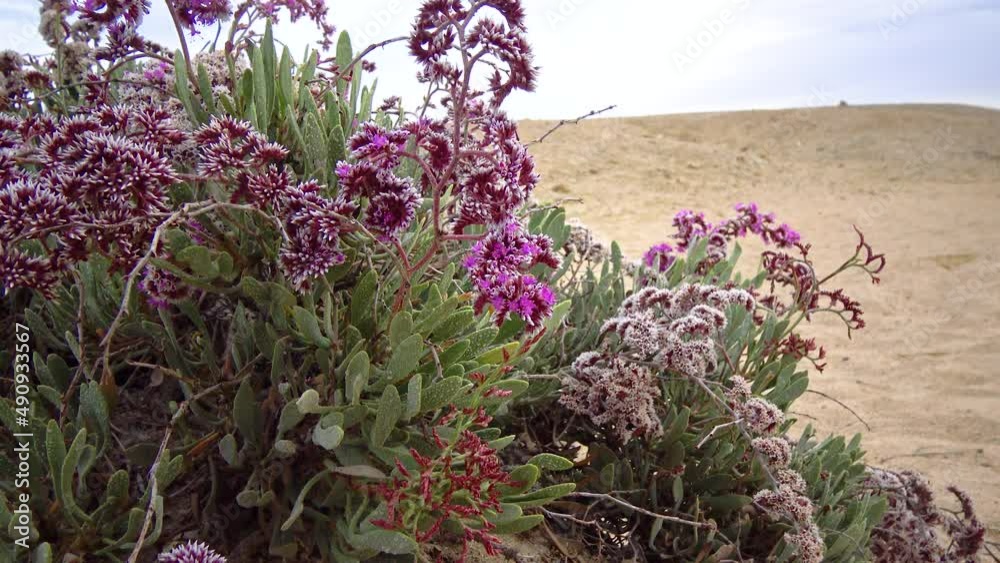 Sea-lavender, statice (Limonium axillare), a flowering plant on the ...