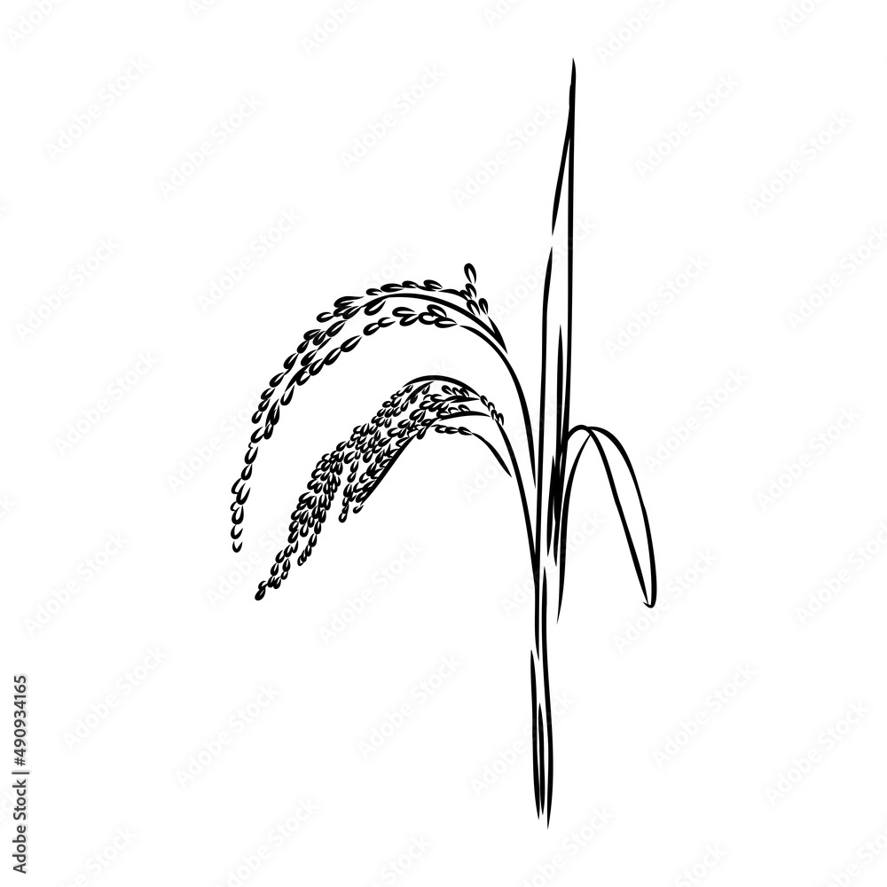 Rice set. Plant of rice and rice field hand drawn vector illustration ...