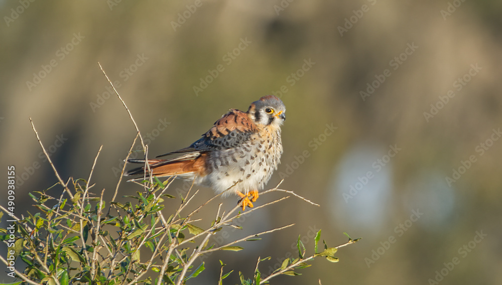 Southeastern American Kestrel - Falco sparverius paulus - on top of oak ...