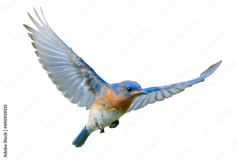 Male eastern bluebird - sialia sialis - in flight showing wing expanded ...