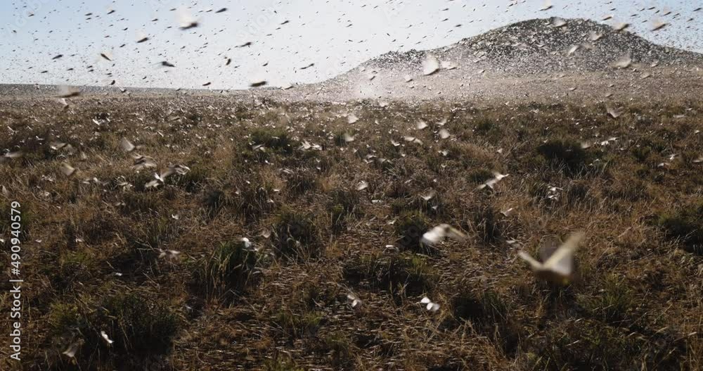 Millions of brown locust swarms decimating crops in Africa linked to ...