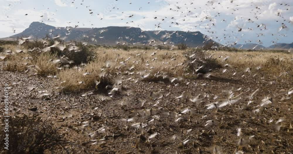 Tracking shot.Millions of brown locust swarms decimating crops in ...