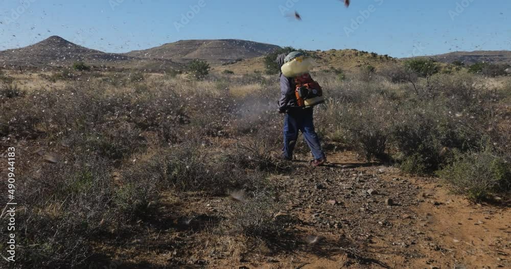 Black farmer walking and spraying insecticide on millions of brown ...