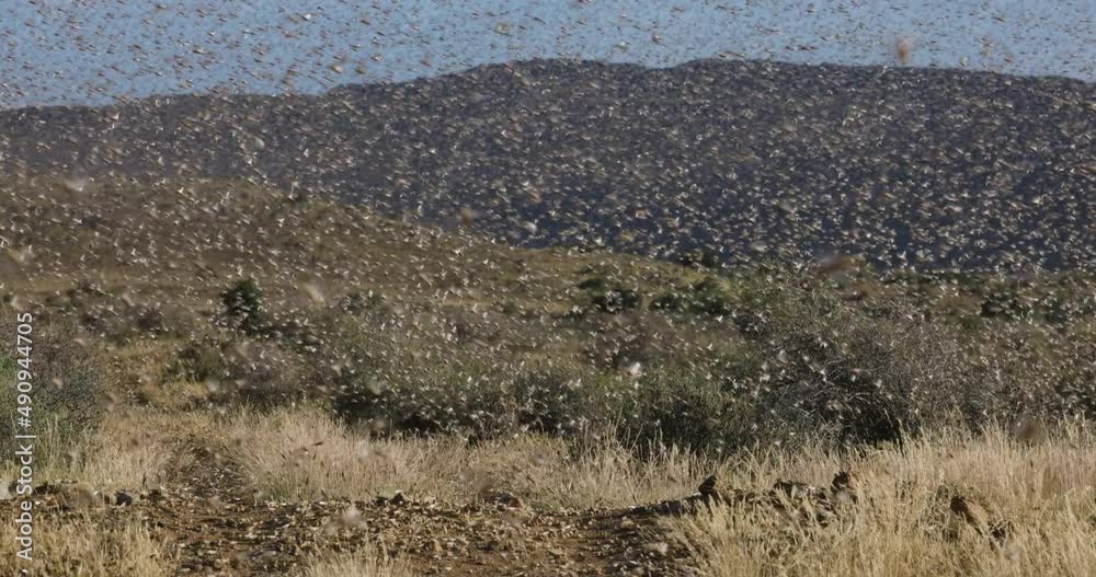 Millions of brown locust swarms decimating crops in Africa linked to ...