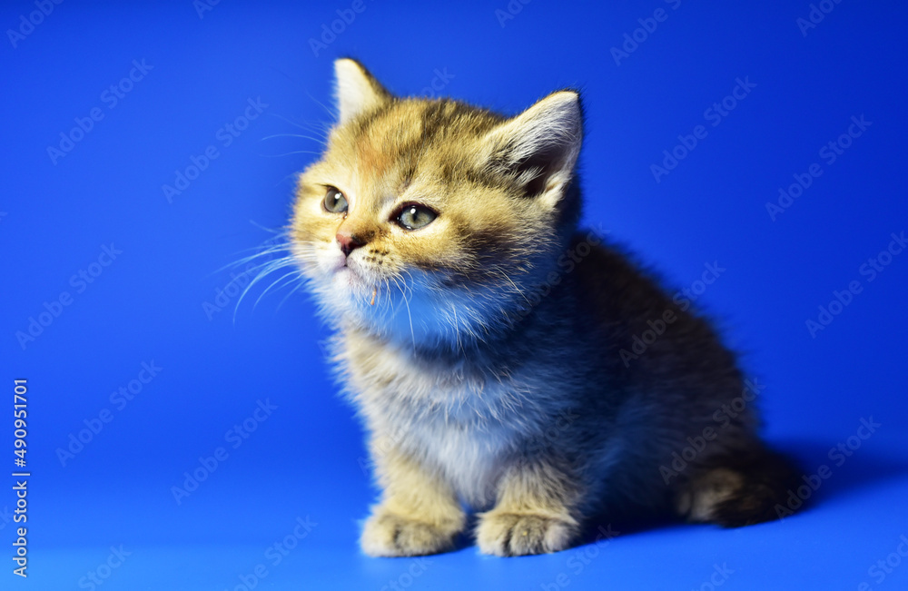 Small kitten of the British chinchilla breed on blue background. Little ...