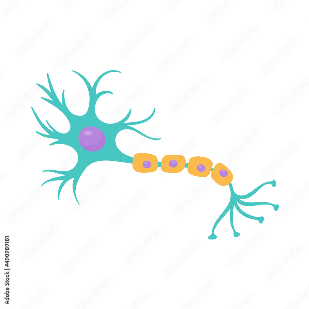 human sensory neuron model for biology studies Stock Vector | Adobe Stock