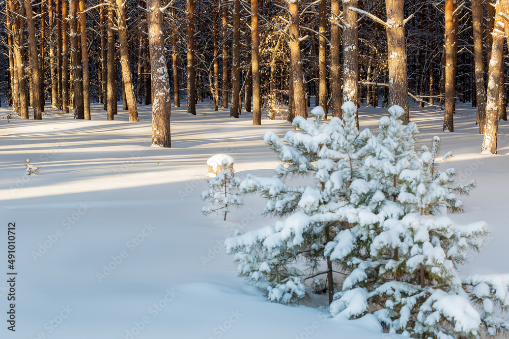 Snow flakes, frost overnight turned the forest into a fairy tale. Clean ...