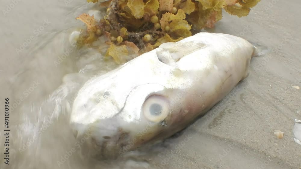 DAR ES SALAAM, TANZANIAN- February 20, 2022:clip show Dead Fish washed ... DAR ES SALAAM, TANZANIAN- February 20, 2022:clip show Dead Fish washed ...