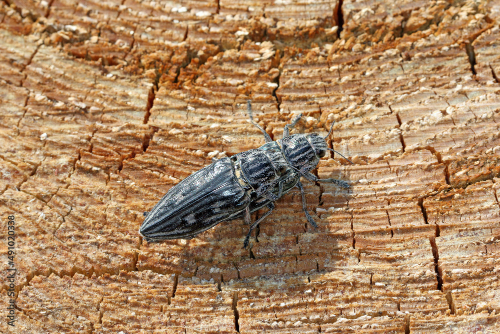 Flatheaded pine borer, a common European Jewel beetle (Chalcophora ...