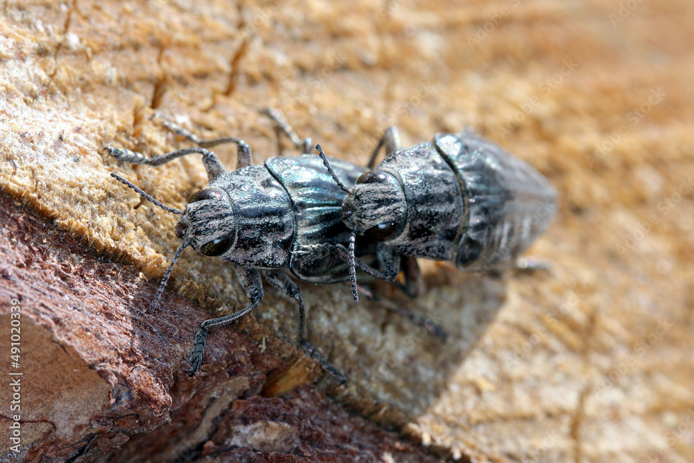 Flatheaded pine borer, a common European Jewel beetle (Chalcophora ...