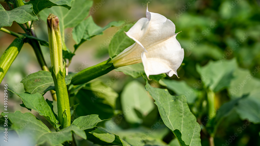 Foto de Datura wrightii, commonly known as sacred datura, is a ...