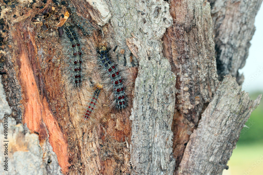 Caterpillars of the gypsy moth (Lymantria dispar). It is a dangerous ...