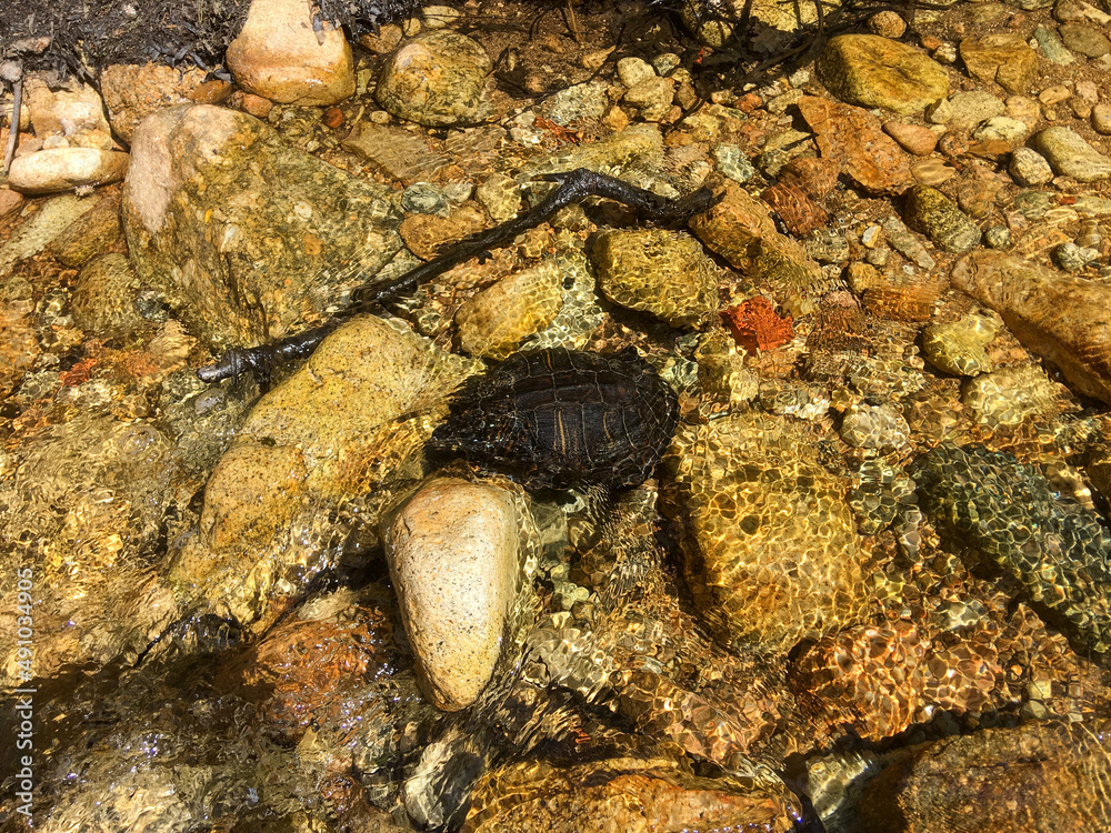 La tortuga de orejas rojas (Trachemys scripta elegans), es una tortuga ...