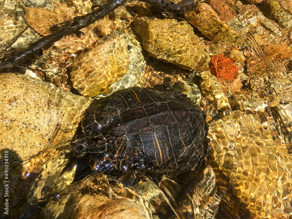 La tortuga de orejas rojas (Trachemys scripta elegans), es una tortuga ...