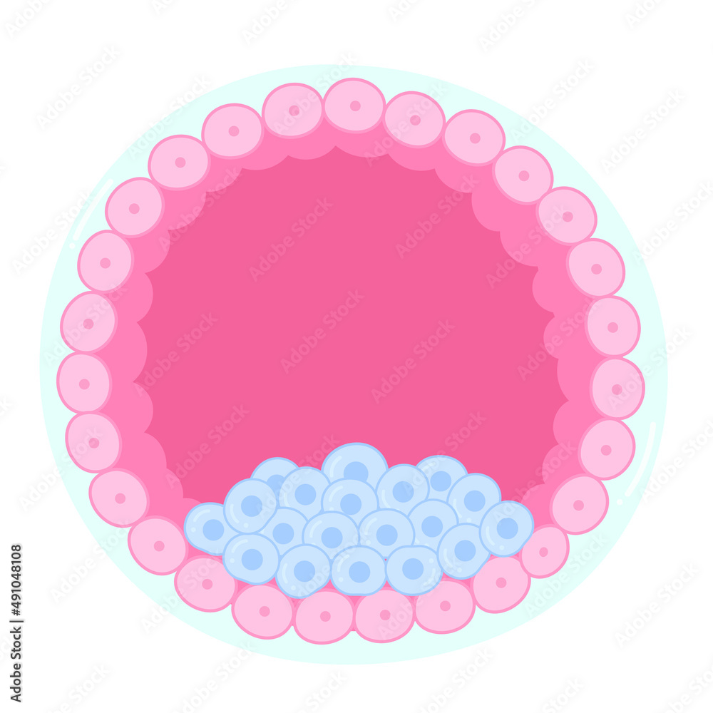 Anatomy of a blastocyst. A distinctive stage of a mammalian embryo ...