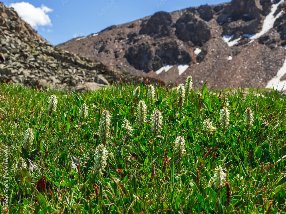 Nature of Altai mountains: Salix Arctica (arctic willow). Blooming ...