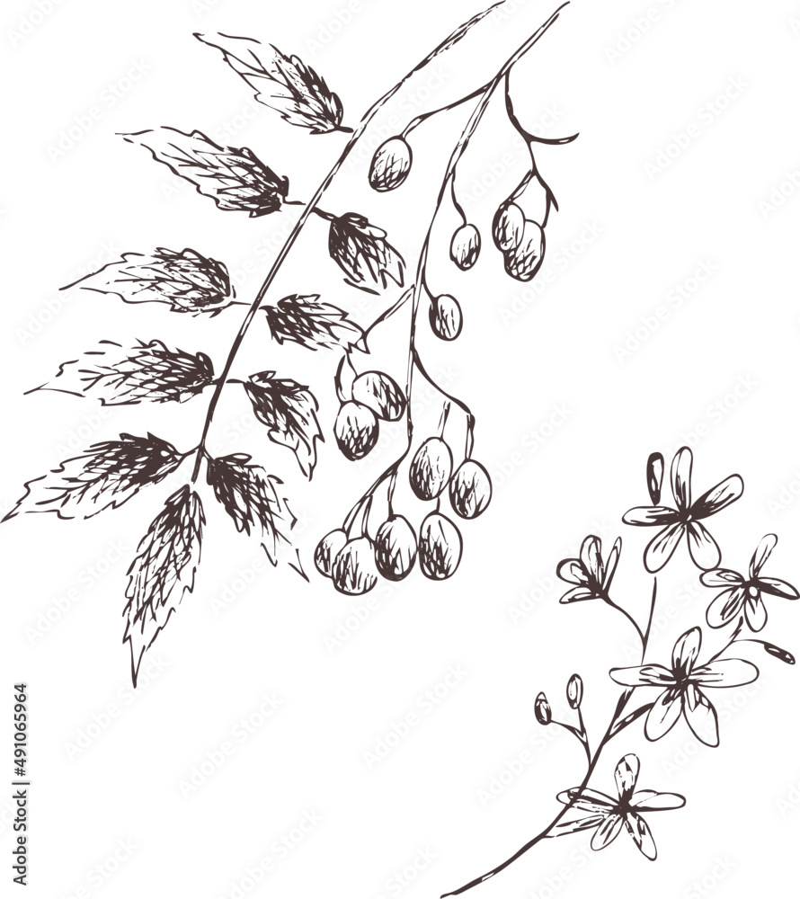 Hand drawn vintage vector Ayurvedic plant neem set. Outline silhouette ...