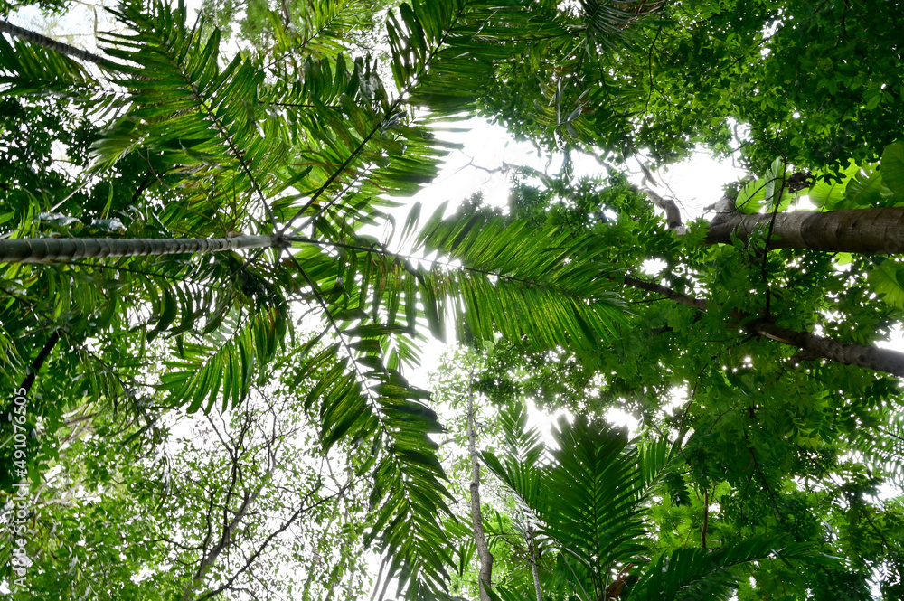View under of the tree small leaves and branches spread under a shady ...