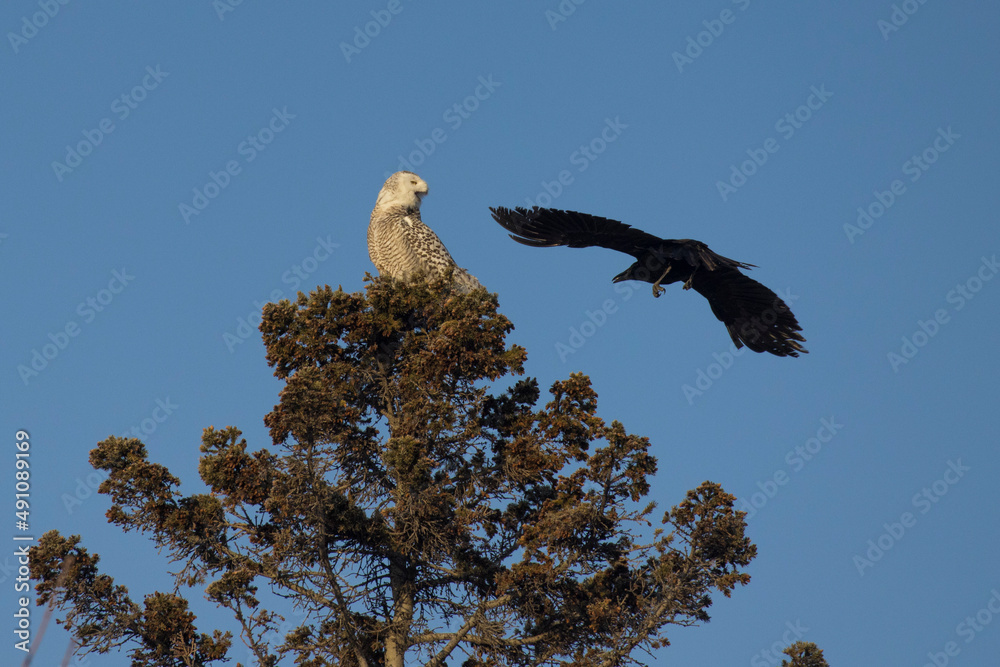 The Crow Attack American Crow vs Snowy Owl Stock Photo | Adobe Stock
