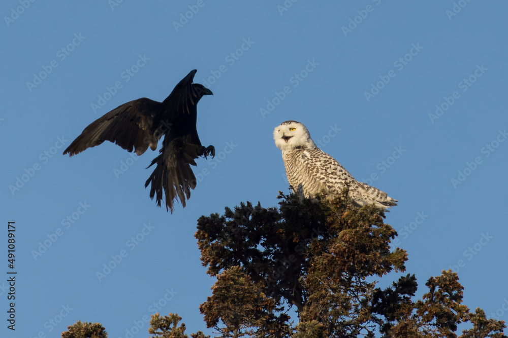 The Crow Attack American Crow vs Snowy Owl Stock Photo | Adobe Stock