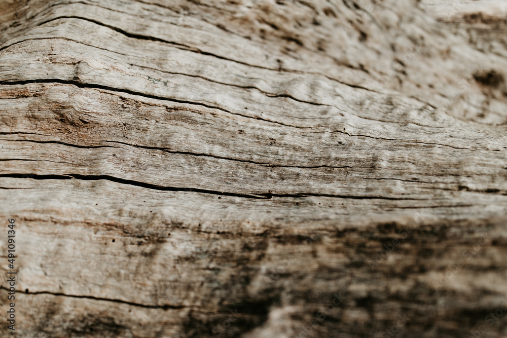 Old wood texture closeup. Cracked and worn surface, natural light ...