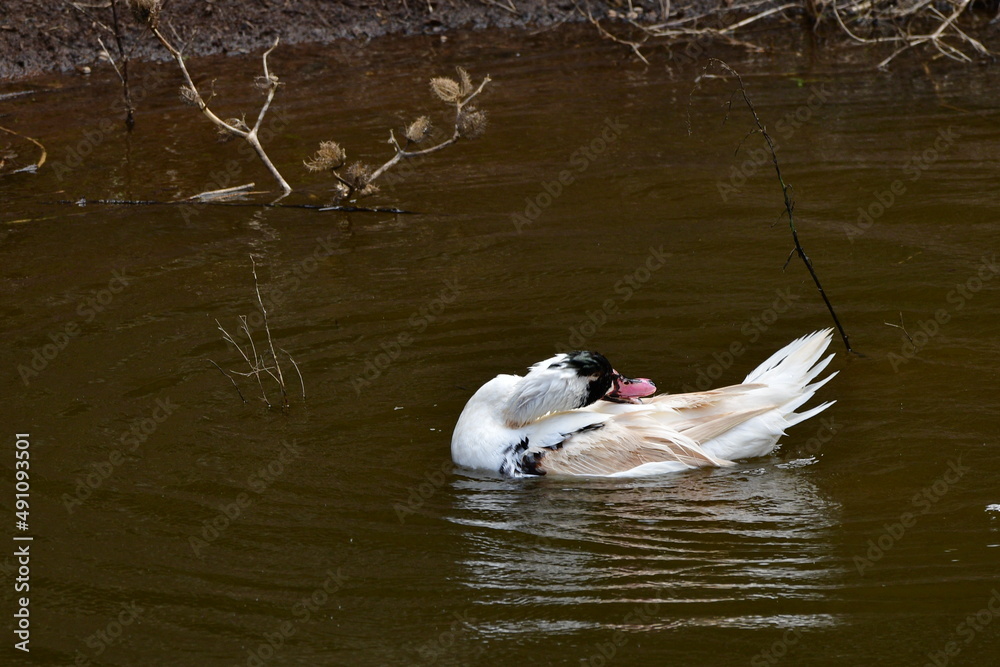 PATO Stock Photo | Adobe Stock