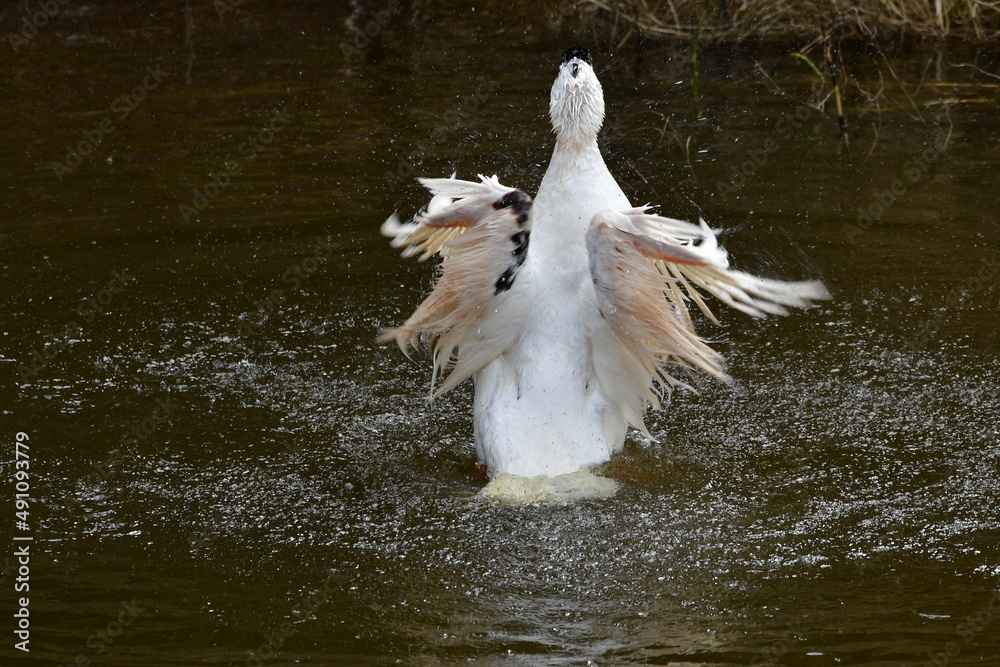 PATO Stock Photo | Adobe Stock