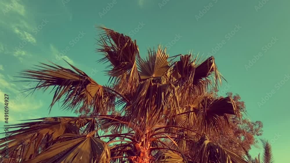 vintage colors large palm tree blowing in the windy breeze under clear ...