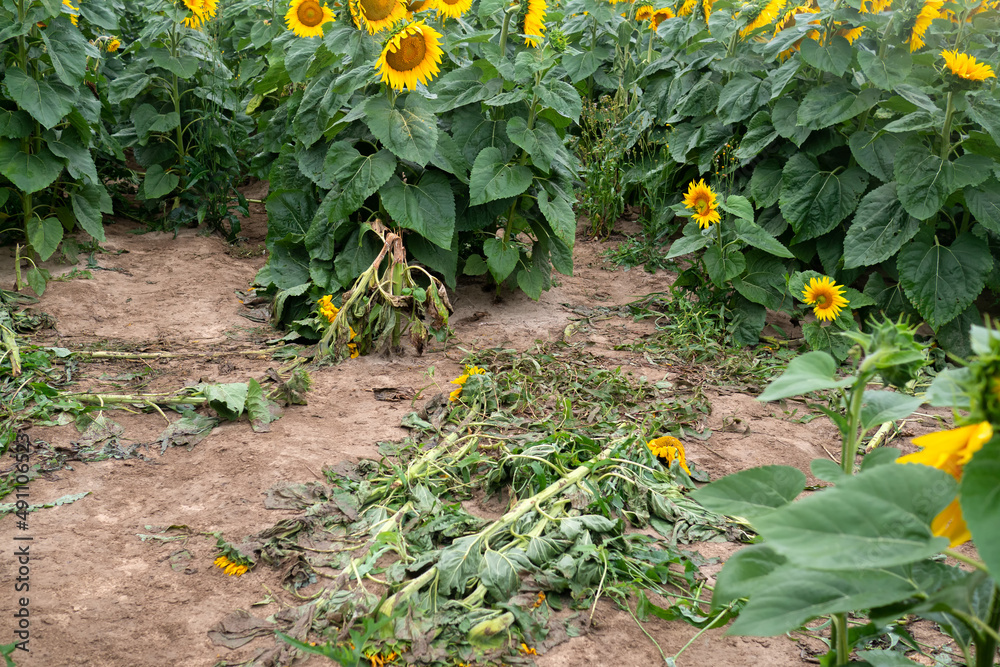 Remains of a destroyed sunflower field from people. Trampled flowers ...