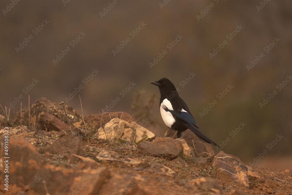 Eurasian magpie on the ground. Curious magpie during winter. European ...