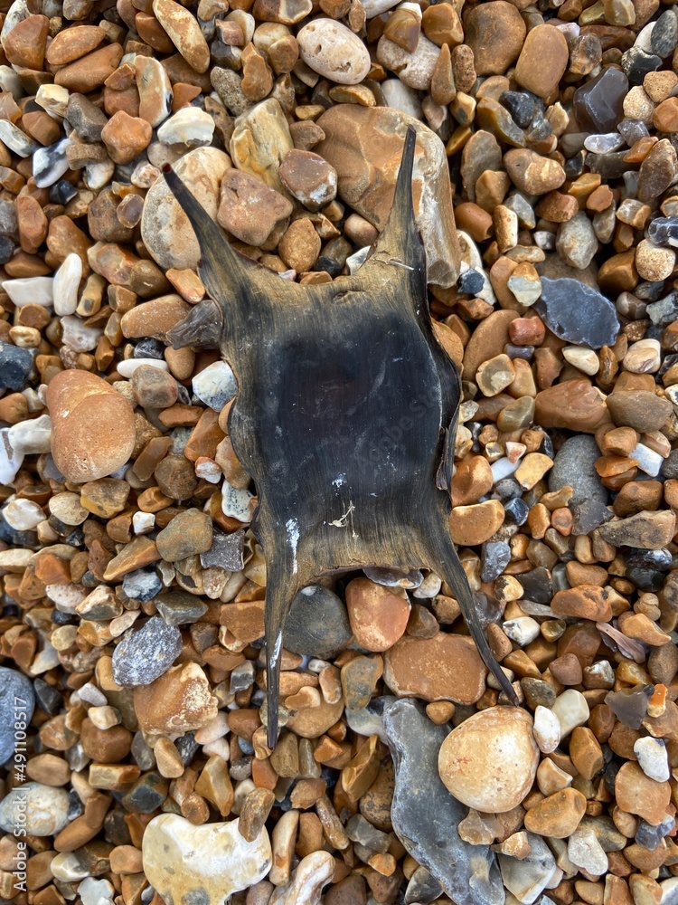 The empty egg case of the Spotted Ray are often washed ashore after the ...