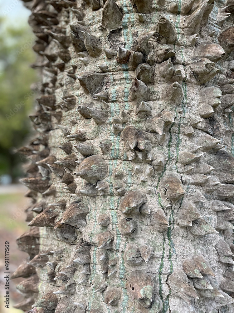 Silk floss tree, Ceiba speciosa, dangerous spiky prickly trunk, Mounts ...