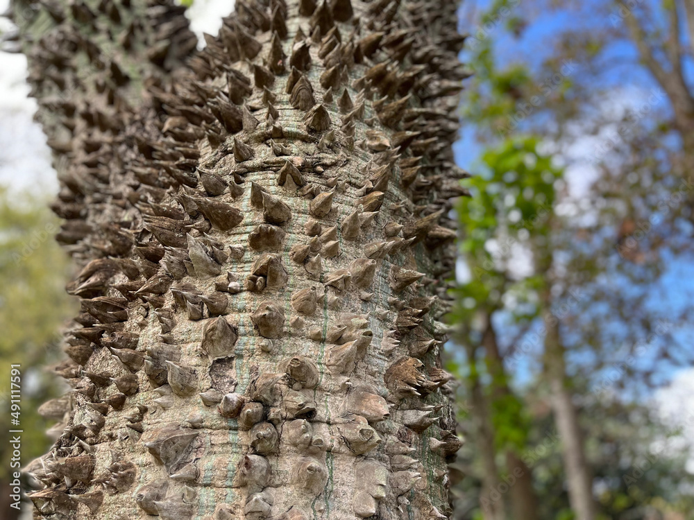Silk floss tree, Ceiba speciosa, dangerous spiky prickly trunk, Mounts ...