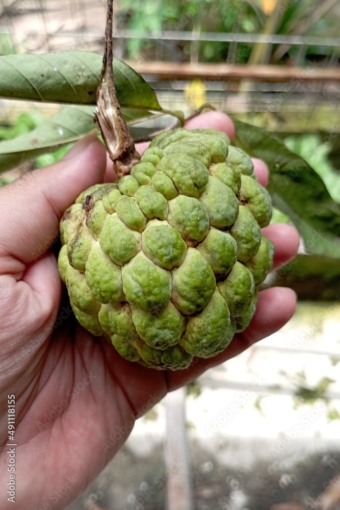 Srikaya fruit or Sugar Apple (Annona squamosa), the tree grows a lot in ...