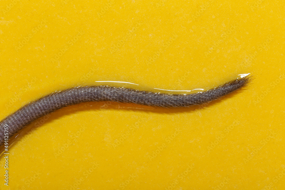 The tail of a mouse in a sticky mousetrap. The destruction of rodents ...