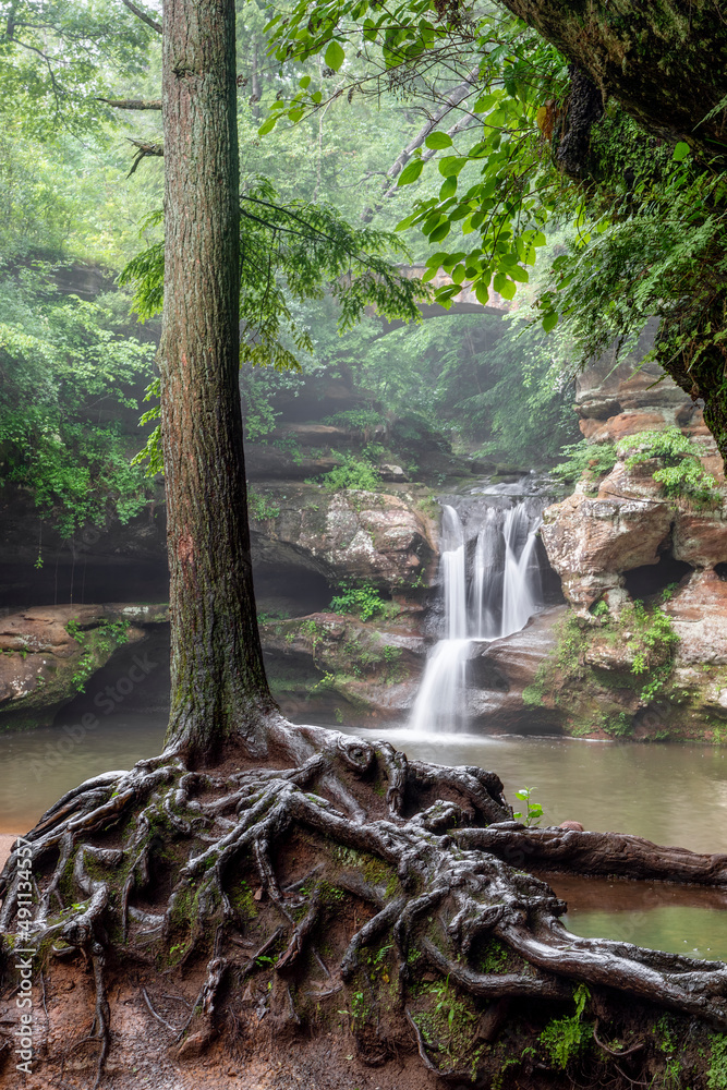 Tree roots wrap around a boulder with a tenacious grip on a rainy day ...