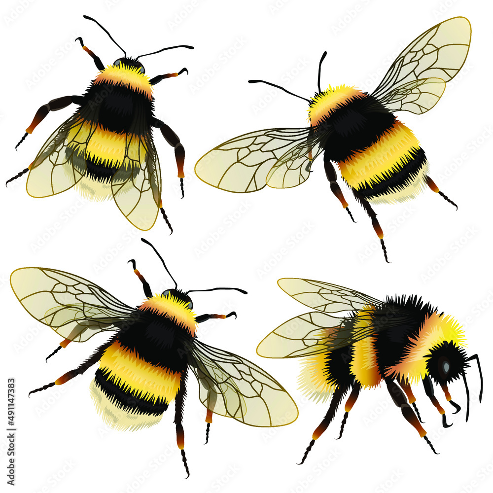 Bumble Bee Vector