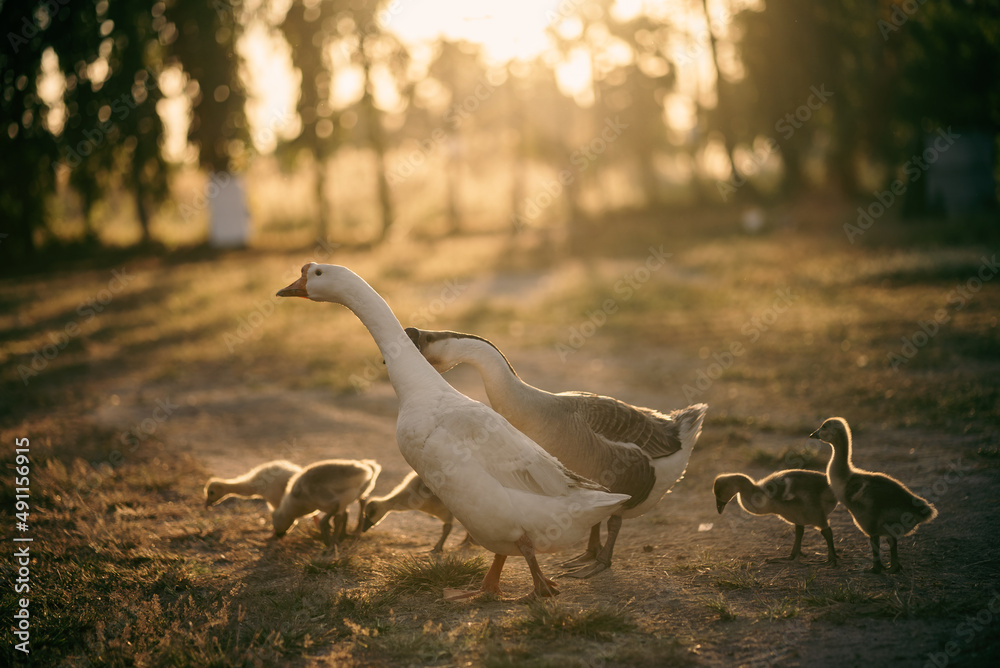 animal farm concept, flock of goose living in nature field of bird ...