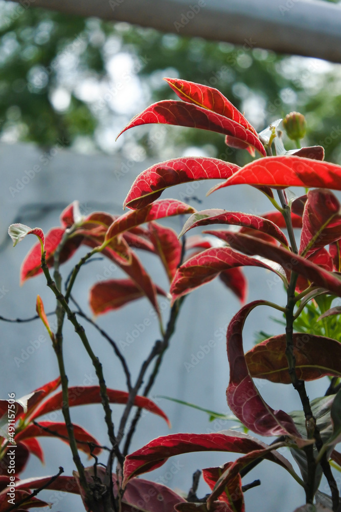reddish leaves of sambung dara, chinese croton, blindness tree or ...