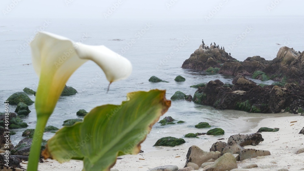 Calla lily white flower on rocky craggy shore, pebble beach, Monterey ...