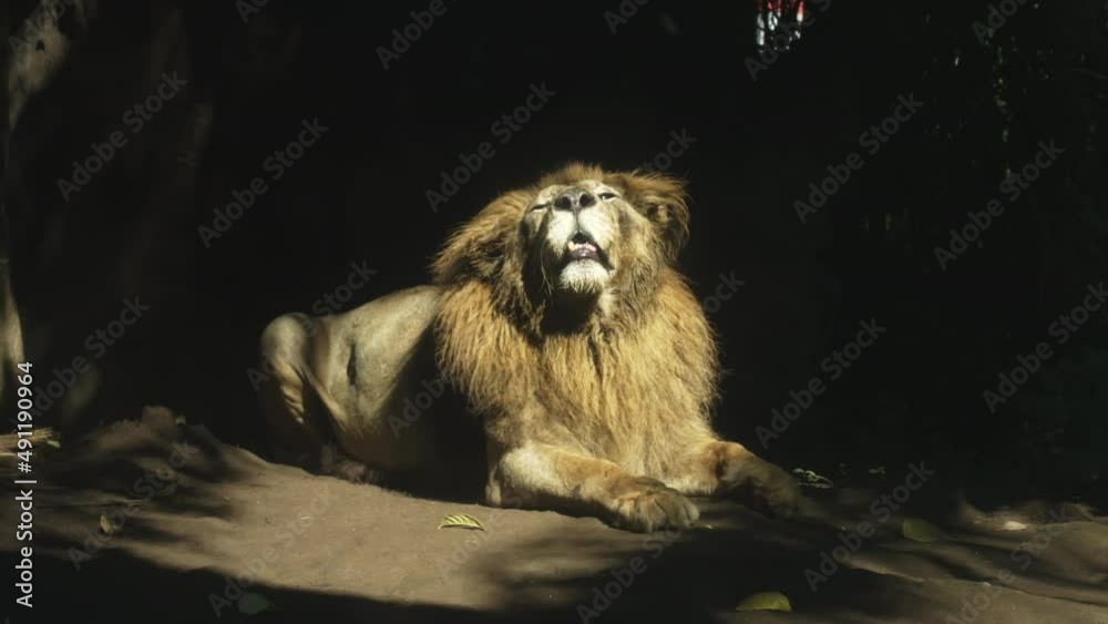 African lion lazy licks his lips lying in the rays of sunny sun in ...