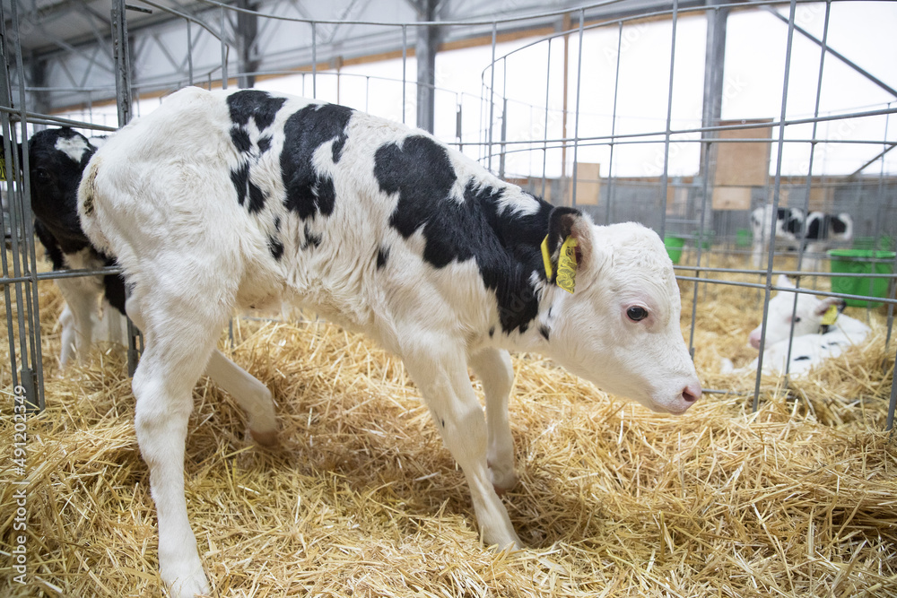 Young calves of both sexes under the age of one year. Young individuals ...