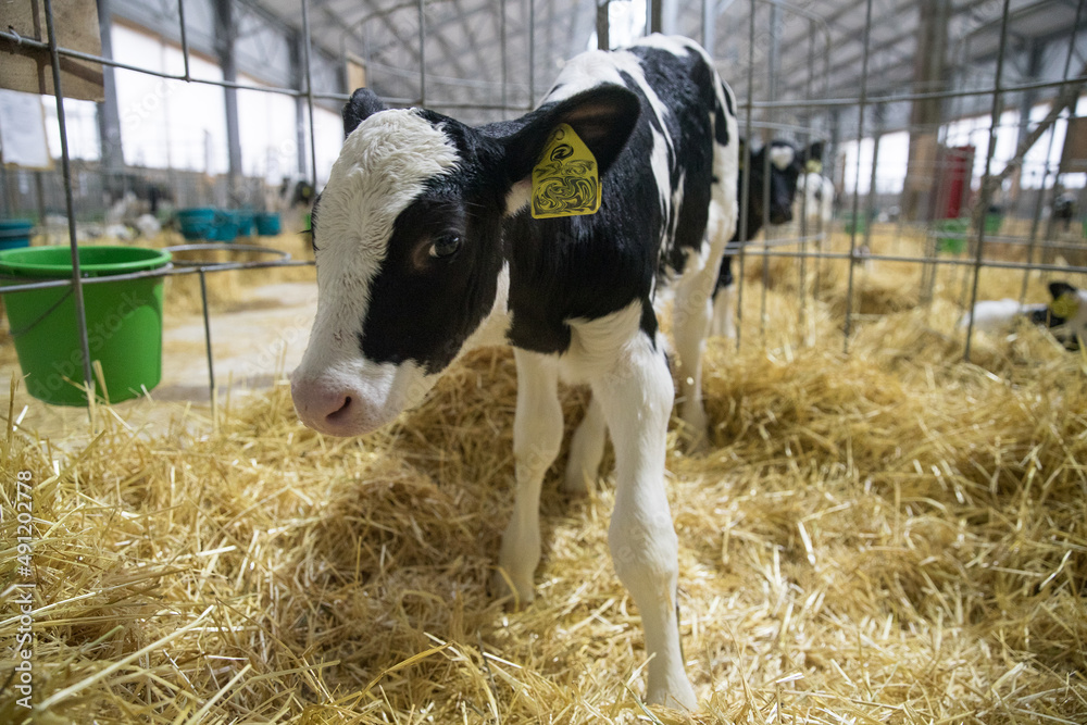 Young calves of both sexes under the age of one year. Young individuals ...