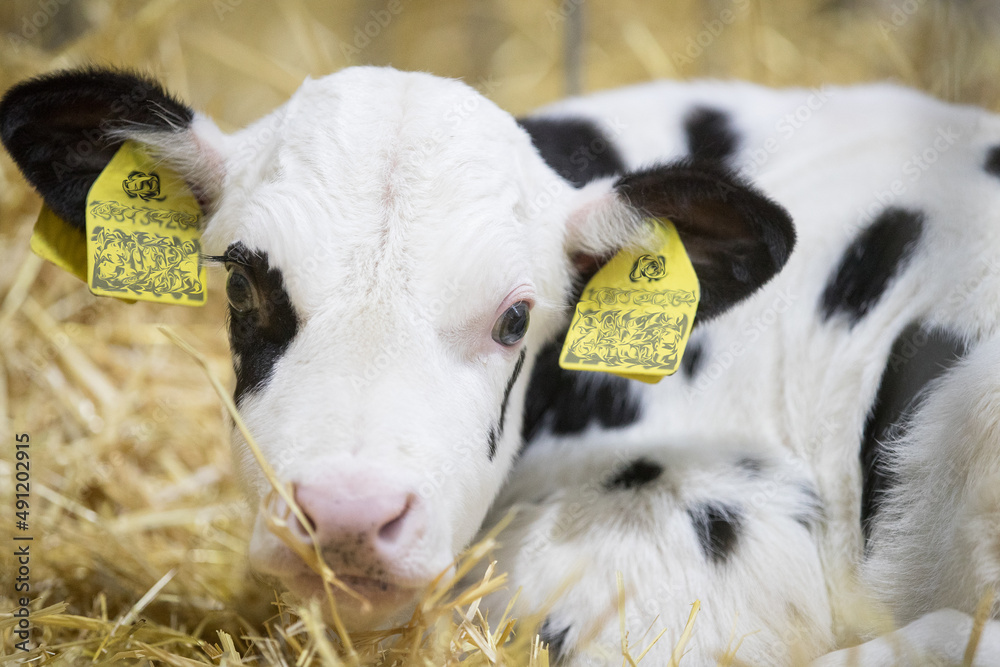Young calves of both sexes under the age of one year. Young individuals ...