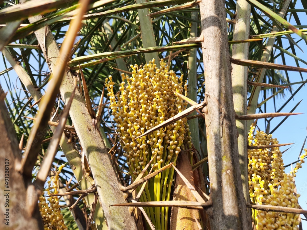 Silver date palm flowers. Phoenix sylvestris also known as silver date ...