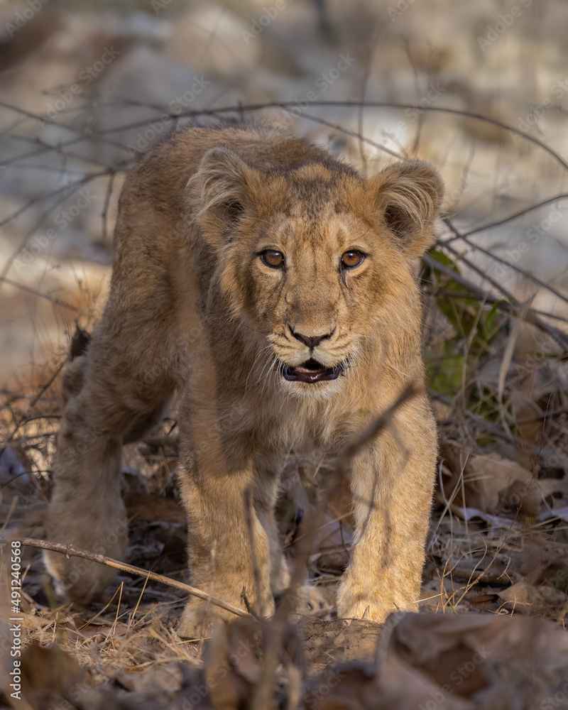 Asiatic lion Cub(Click at Gir National Park Junagadh, India) Stock ...