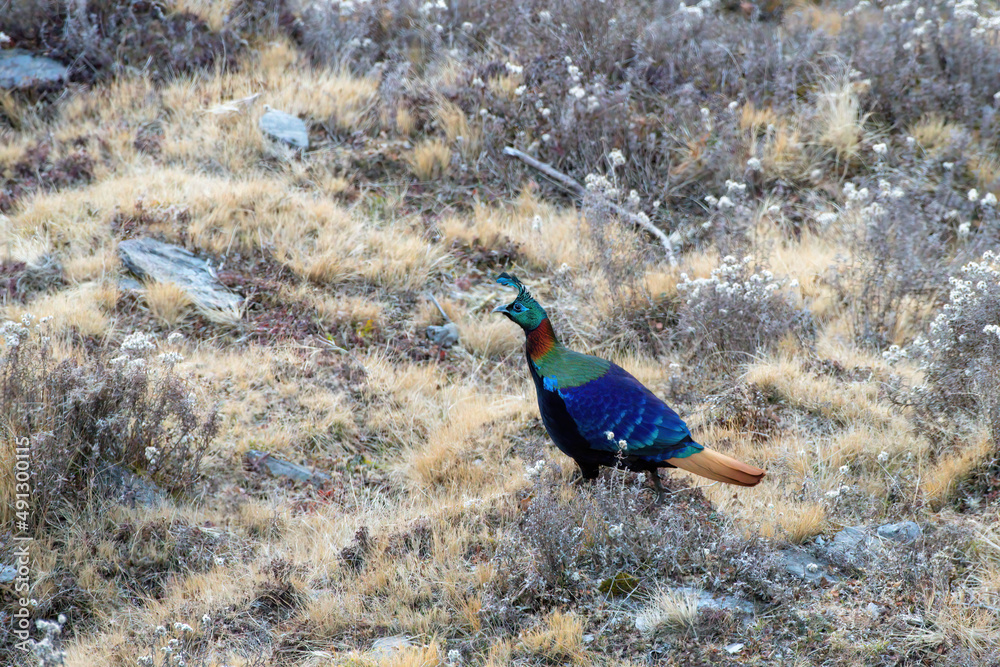Himalayan Monal, the state bird of Uttarakhand and the national bird of ...