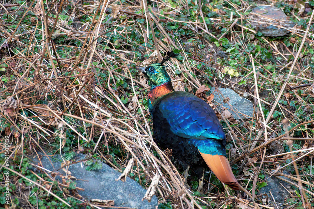 Himalayan Monal, the state bird of Uttarakhand and the national bird of ...