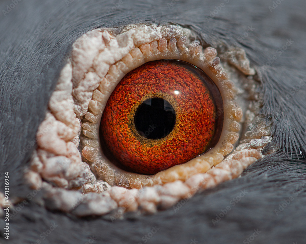 A macro view eye of a racing pigeon. The eye theory is very popular to ...