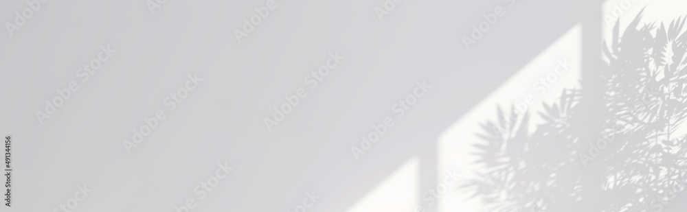 Morning sun light cast tropical tree house plants, leaves and window ...